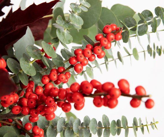 A Natale decora la casa con i fiori: Colvin e’ la soluzione